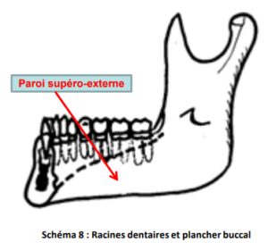 Plancher buccal (Anatomie Humaine) - CoursDentaires.com
