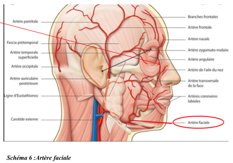 Artère carotide externe (Anatomie Humaine) - CoursDentaires.com