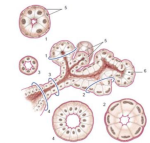 Salive et Glandes Salivaires (Parodontologie) - CoursDentaires.com