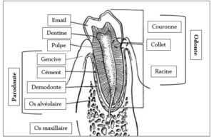 Le Parodonte / Parodontologie - CoursDentaires.com