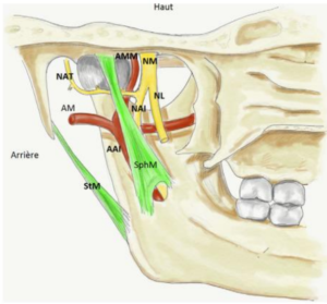 Anatomie de l’articulation temporo-mandibulaire ou temporo-mandibulo ...