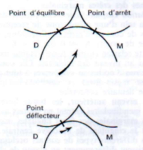 Anatomie-Physiologie : l’Occlusion - Occlusodontie - CoursDentaires.com