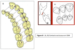 Anatomie-Physiologie : l’Occlusion - Occlusodontie - CoursDentaires.com