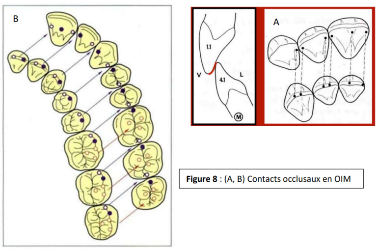 Anatomie-Physiologie : l’Occlusion - Occlusodontie - CoursDentaires.com